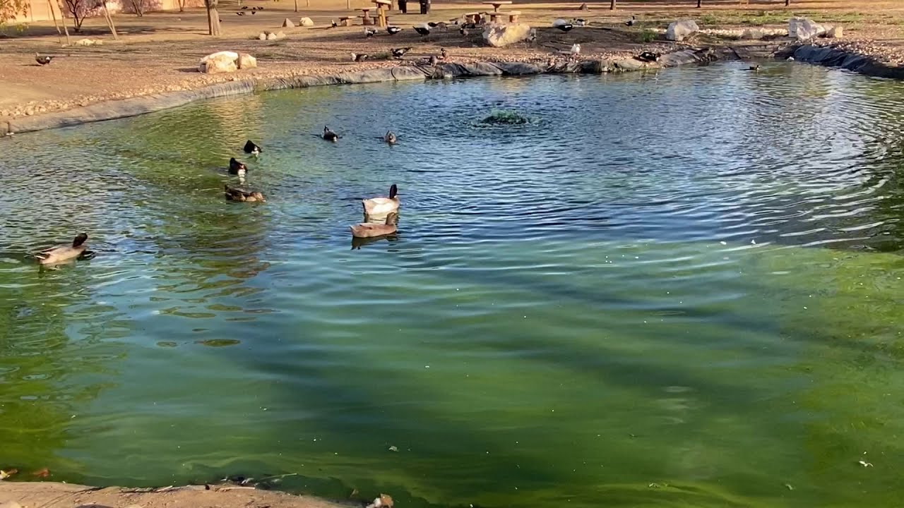 Eden Duck Pond Follow Up Tour - YouTube