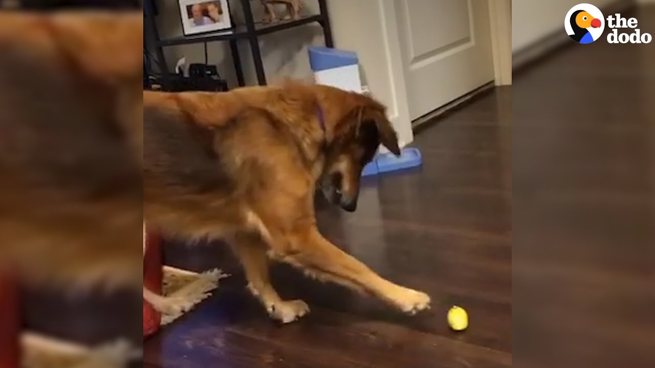Do Dogs Hate Lemon