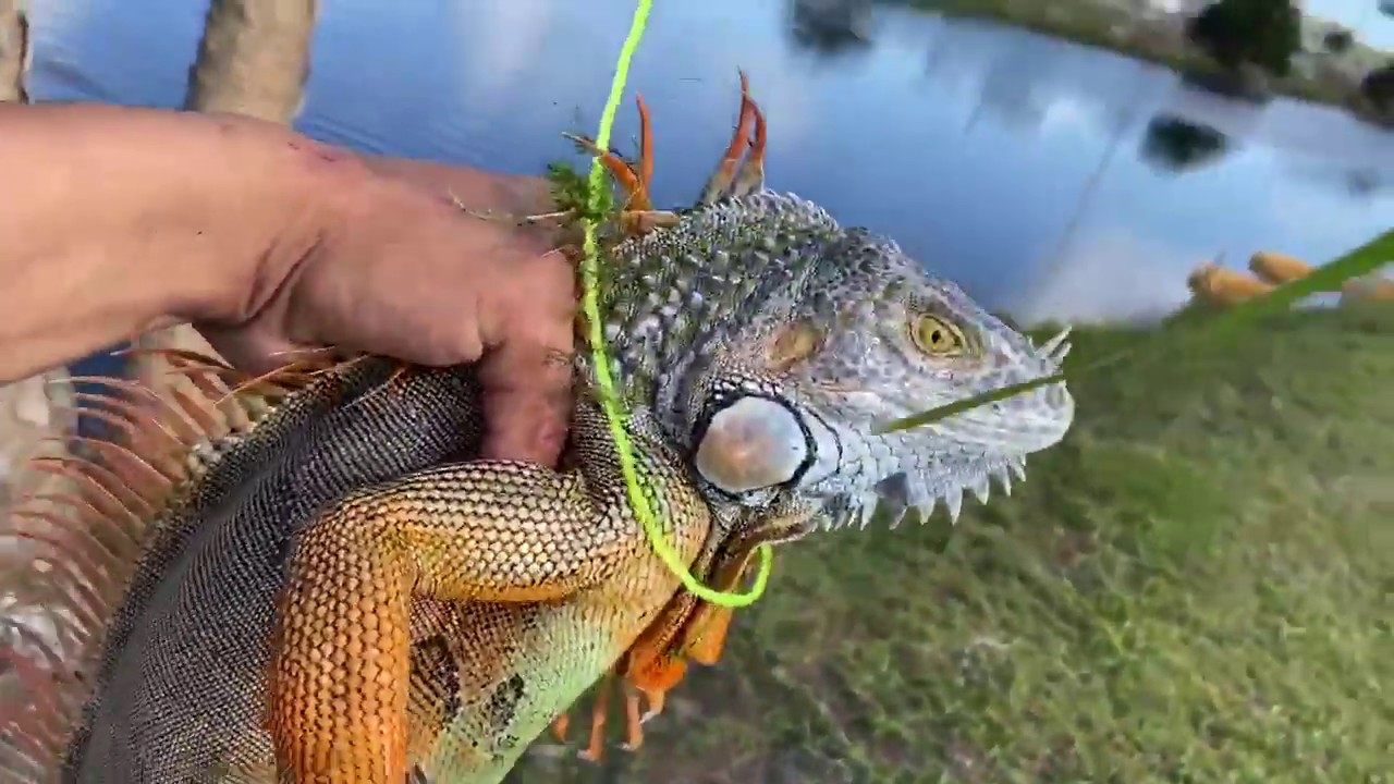 Catching Dragons In South Florida ! - YouTube
