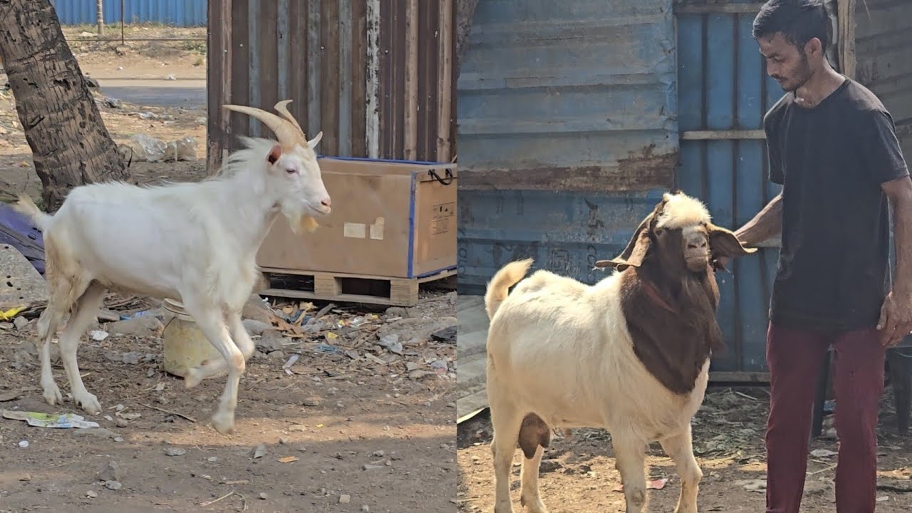 Hilal bhai ka Sanin or Boer at Nadira Goat Farm || Al Mehtab Goat Farm ...