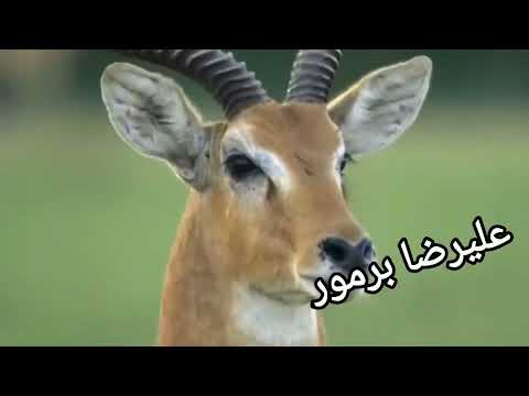 Ceyran Haralisan جیران هارالیسان