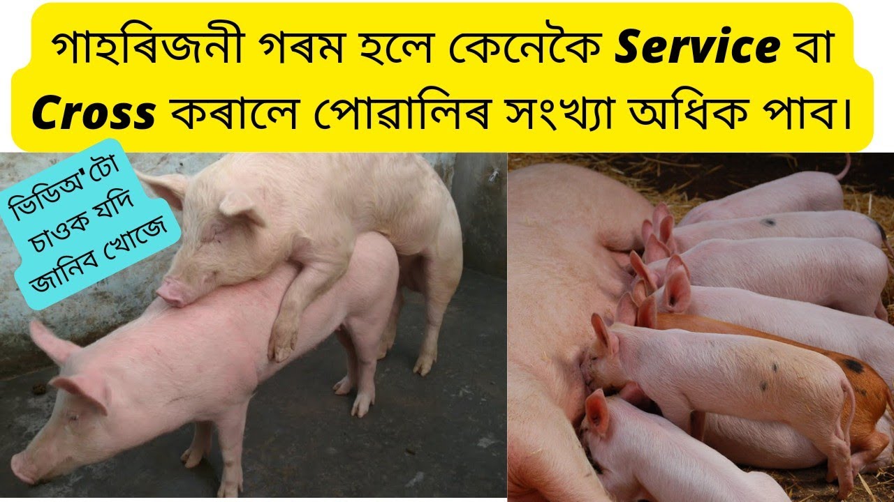 Pig Farm in Assam।গাহৰিজনী গৰম হলে কেনেকৈ Service বা Crossing কৰায় ১৫ ...