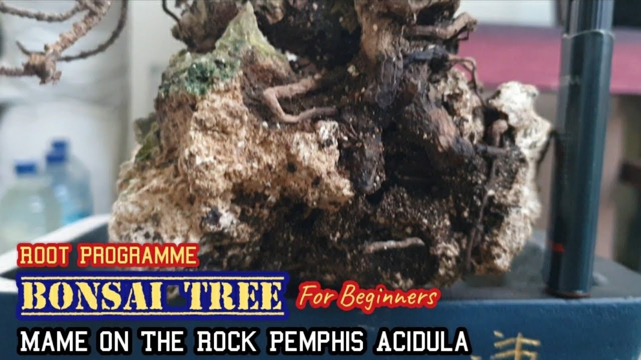 Bonsai Tree For Beginner Root Programme Mame Santigi Pemphis Acidula ...