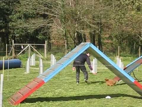 50ª Proba da LIA Juan y King Agility Grado 2