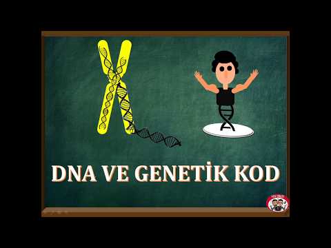 8.SINIF/ DNA ve GENETİK KOD/ LGS 2020/ KONU ANLATIM