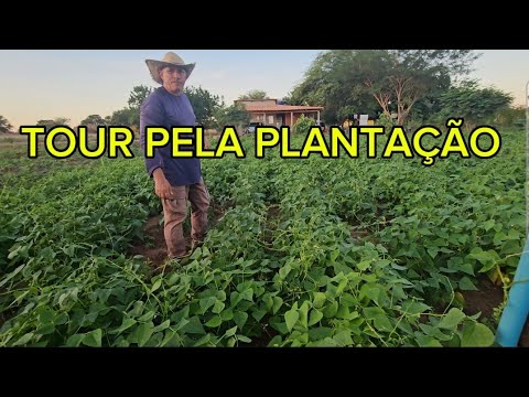 UM EMOCIONANTE TOUR PELAS NOSSAS PLANTAÇÃO****