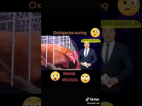 OLLOH MUJIZASI