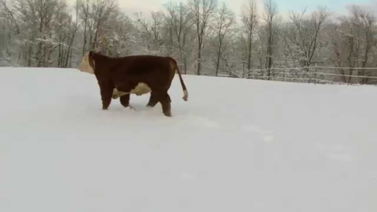 Iowa Beef Expo Sale Bull 2015 Lot 34 - YouTube