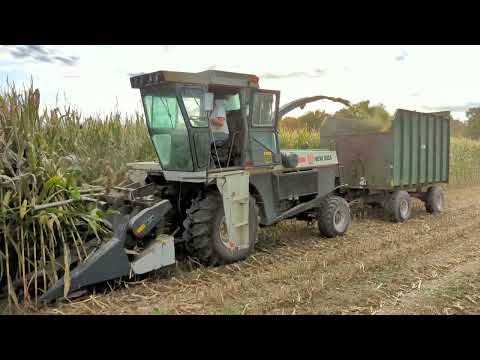New Idea 803C 4 row chopping corn silage 2022 Gnuse dump wagon - YouTube