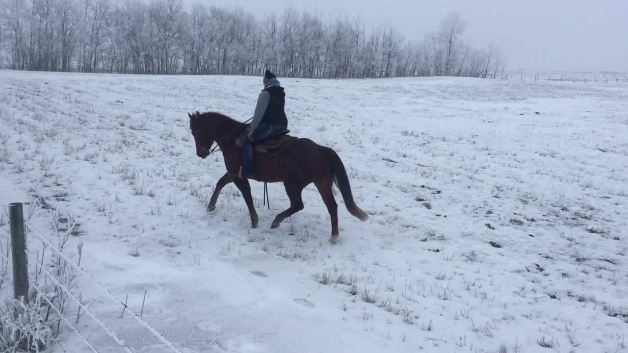 RSR Poco Sugar Bar - AQHA gelding for sale - YouTube