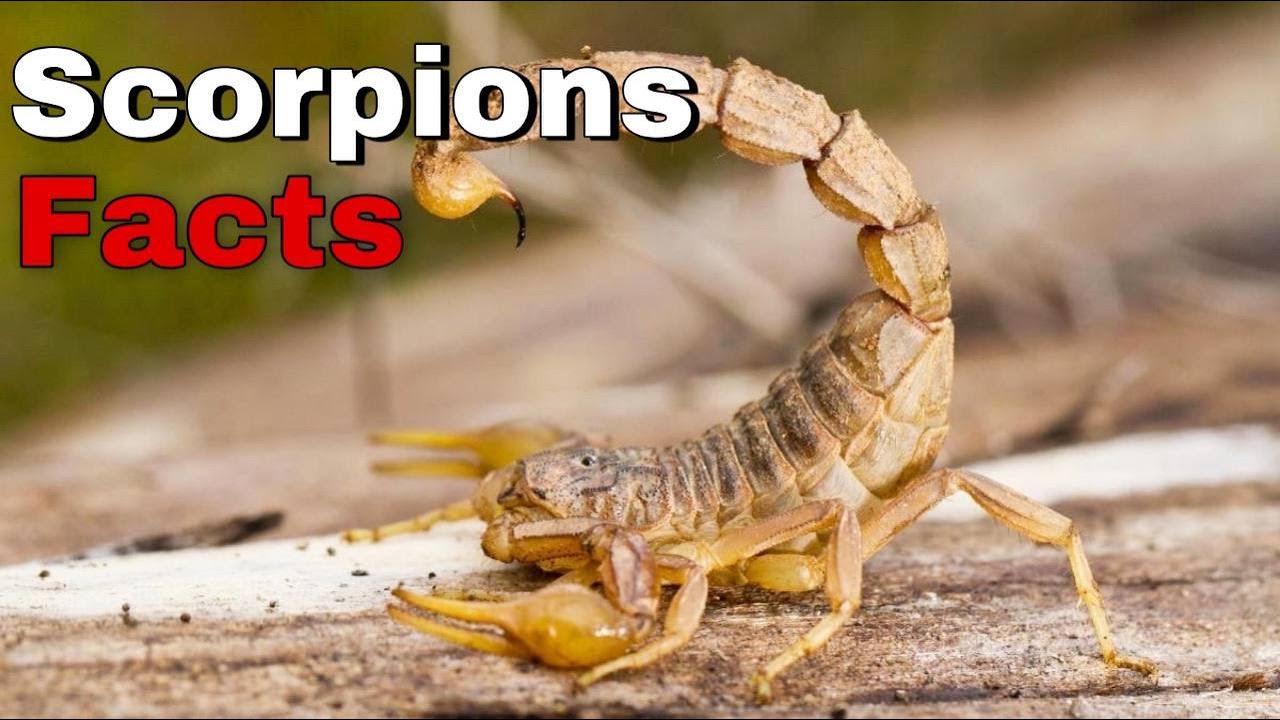 Scorpions Are Predators With a Sensitive Side! Amazing Facts About ...