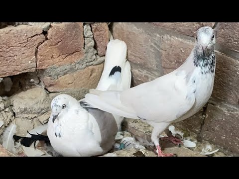 ਧੰਨਾ kabootar bazz is live - YouTube