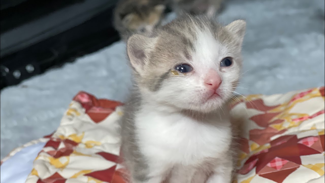 The most #adorablekittens Three week old kittens playing and learning ...