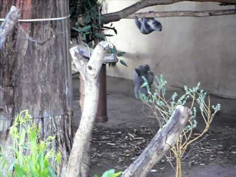 Mommy koala catching falling baby koala - YouTube