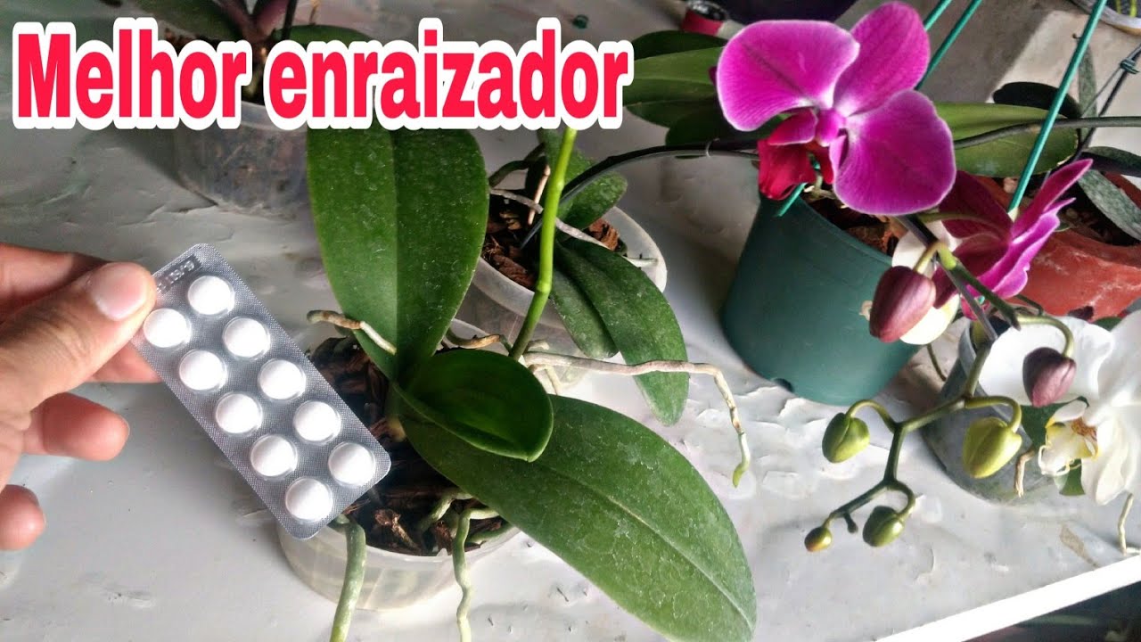 O melhor enraizador, prático e barato - YouTube