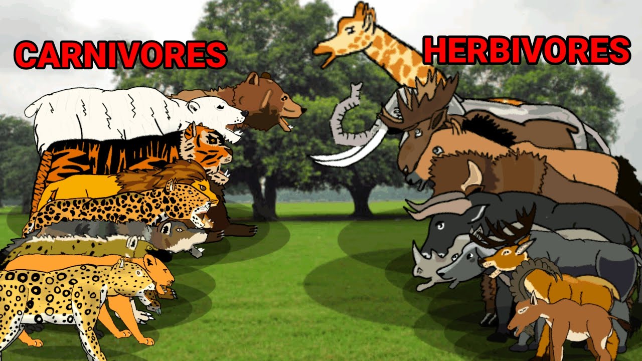 (Carnivores) (Herbivores) animation—all animation - YouTube