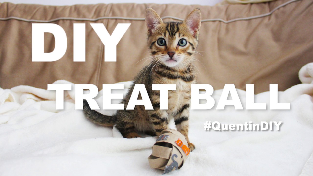 DIY - Cat Treat Ball - YouTube