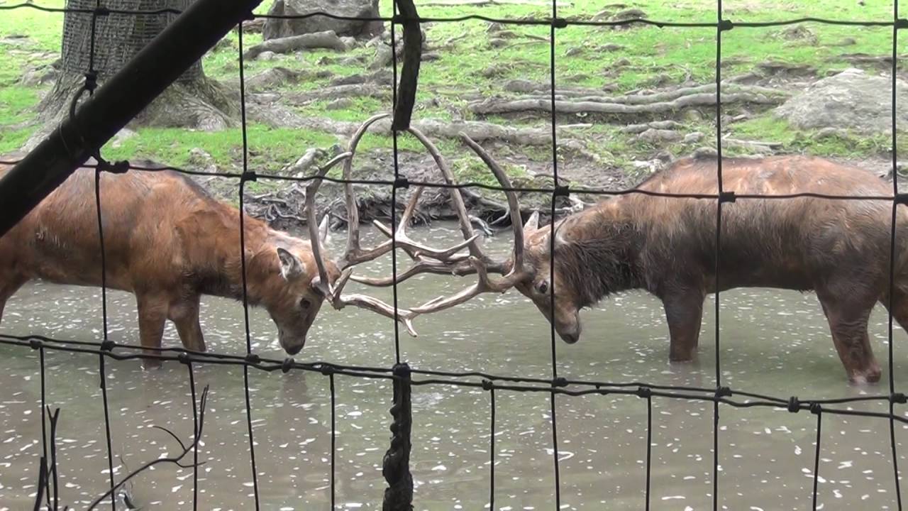 The Bronx Zoo | Pere David's Deer Sparring | July 14th, 2016 - YouTube
