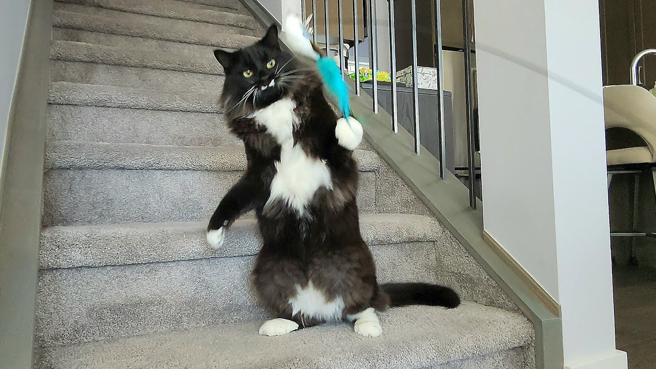 Pounce, jump, catch! Tuxedo cat's bird toy antics - YouTube