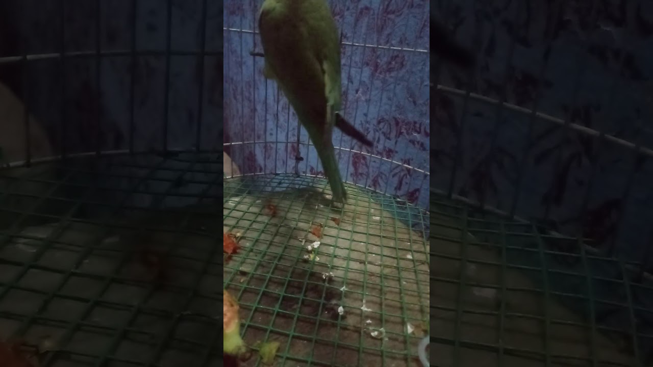 Angry indian ringneck parrot - YouTube