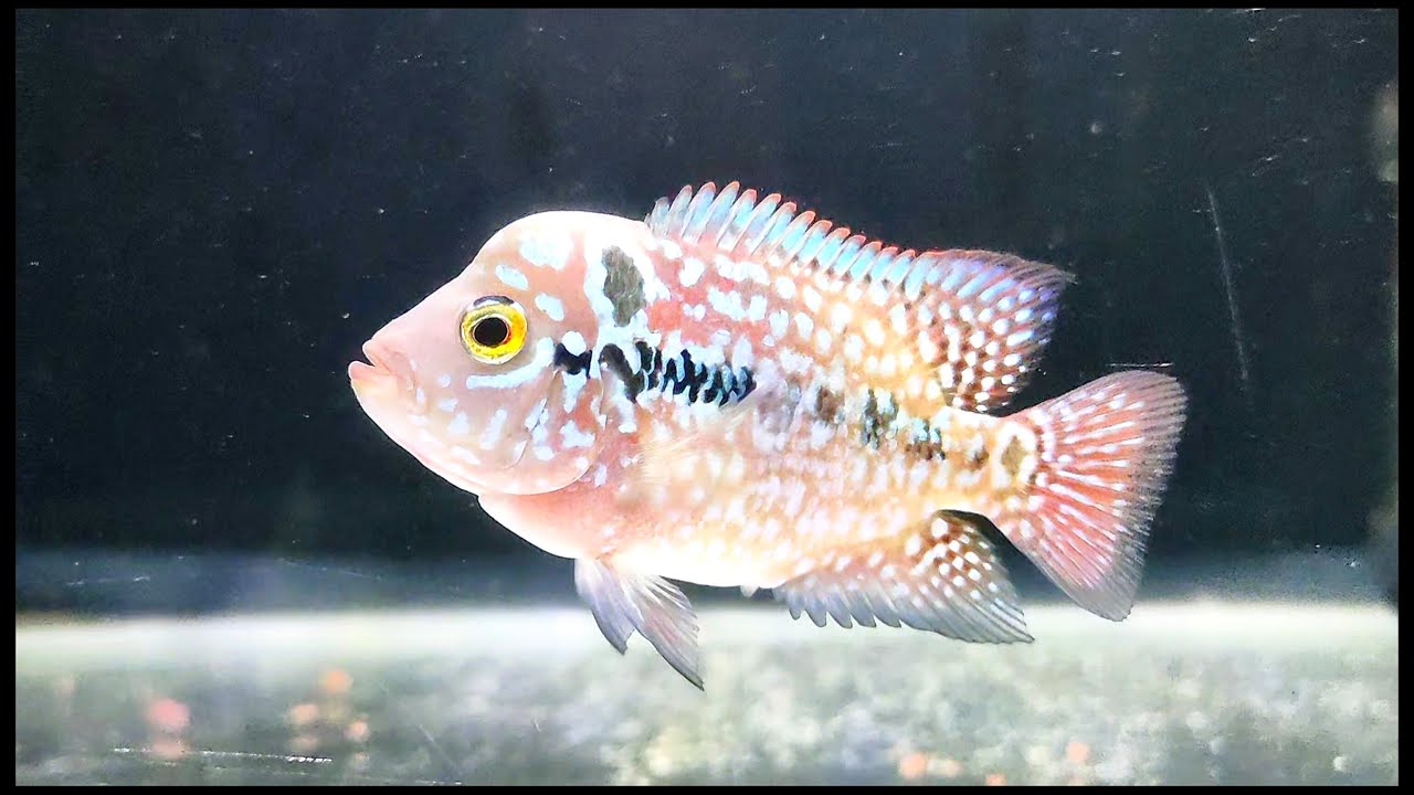 VIP GRADE F2 KAMFA DAY 20 UPDATE #kamfalover - YouTube