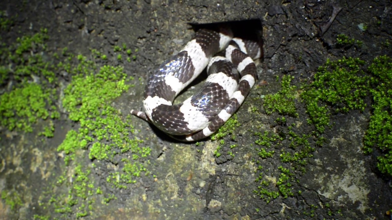 Deadly Snake - Malayan Krait - ThailandSnakes - YouTube