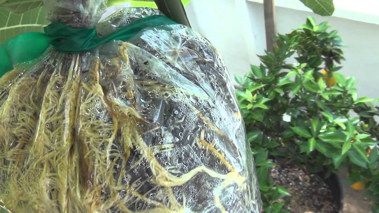 Maltese Falcon Fig Tree Air Layer Update - YouTube