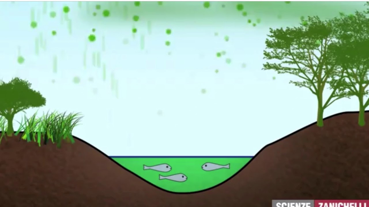Le piogge acide - YouTube