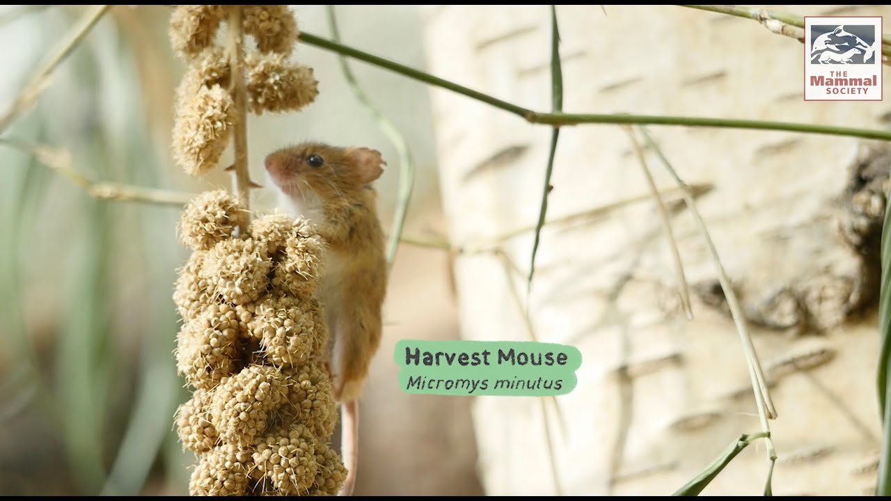 Mammal Society National Harvest Mouse Survey - YouTube