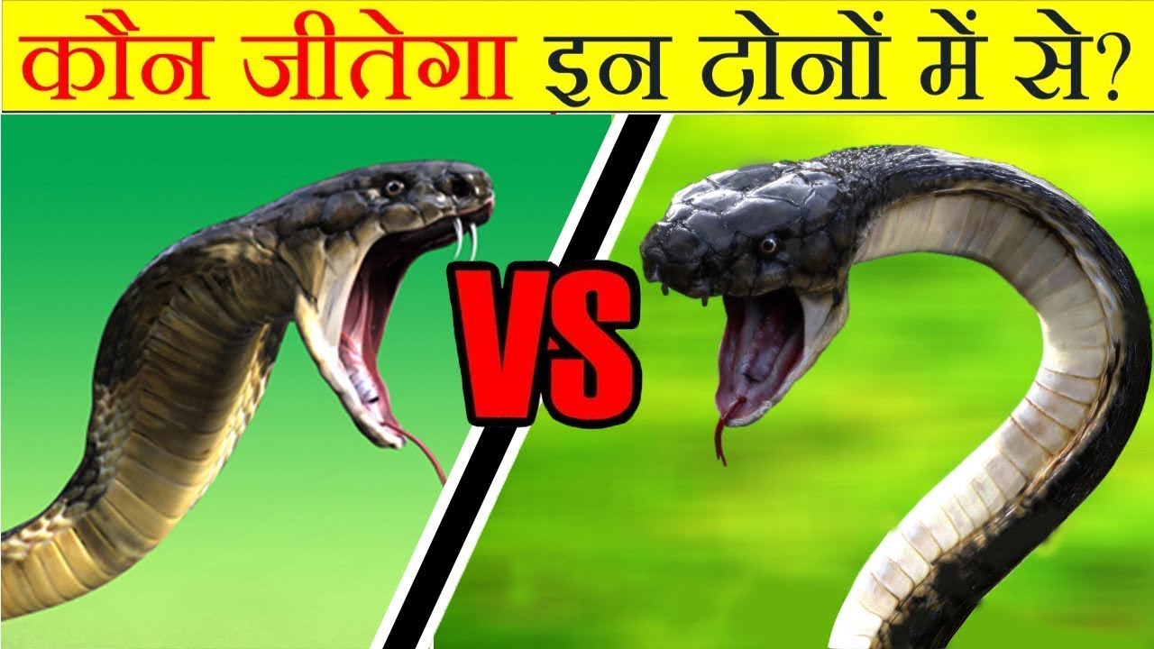 कौन जीतेगा BLACK MAMBA VS RATTLE SNAKE | Snake Fight - YouTube