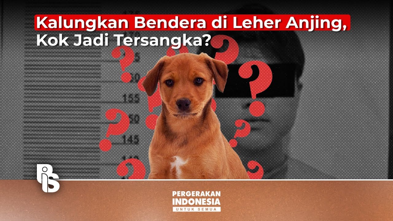 Kalungkan Bendera di Leher Anjing, Kok Jadi Tersangka? | Cindy ...