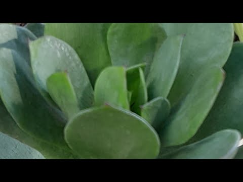 Cantinho Amor e Plantas 🌱 está ao vivo! - YouTube