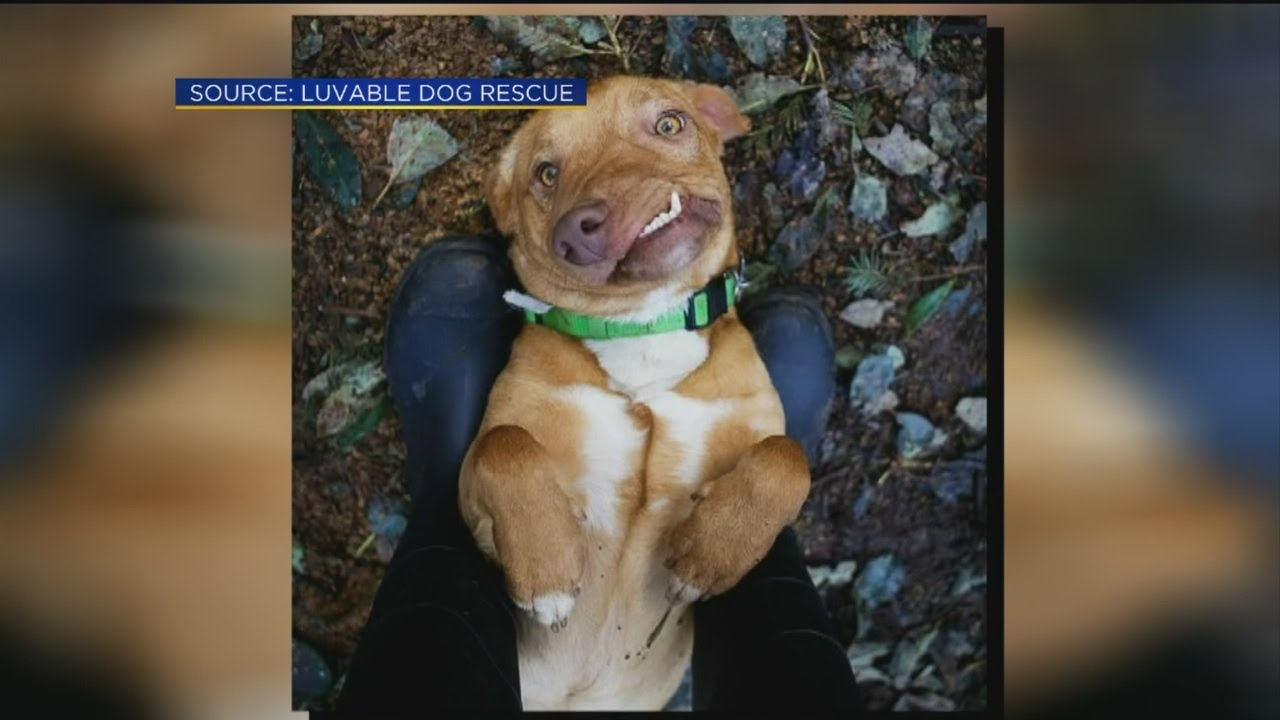 The Daily Joe: Rescue Dog - YouTube