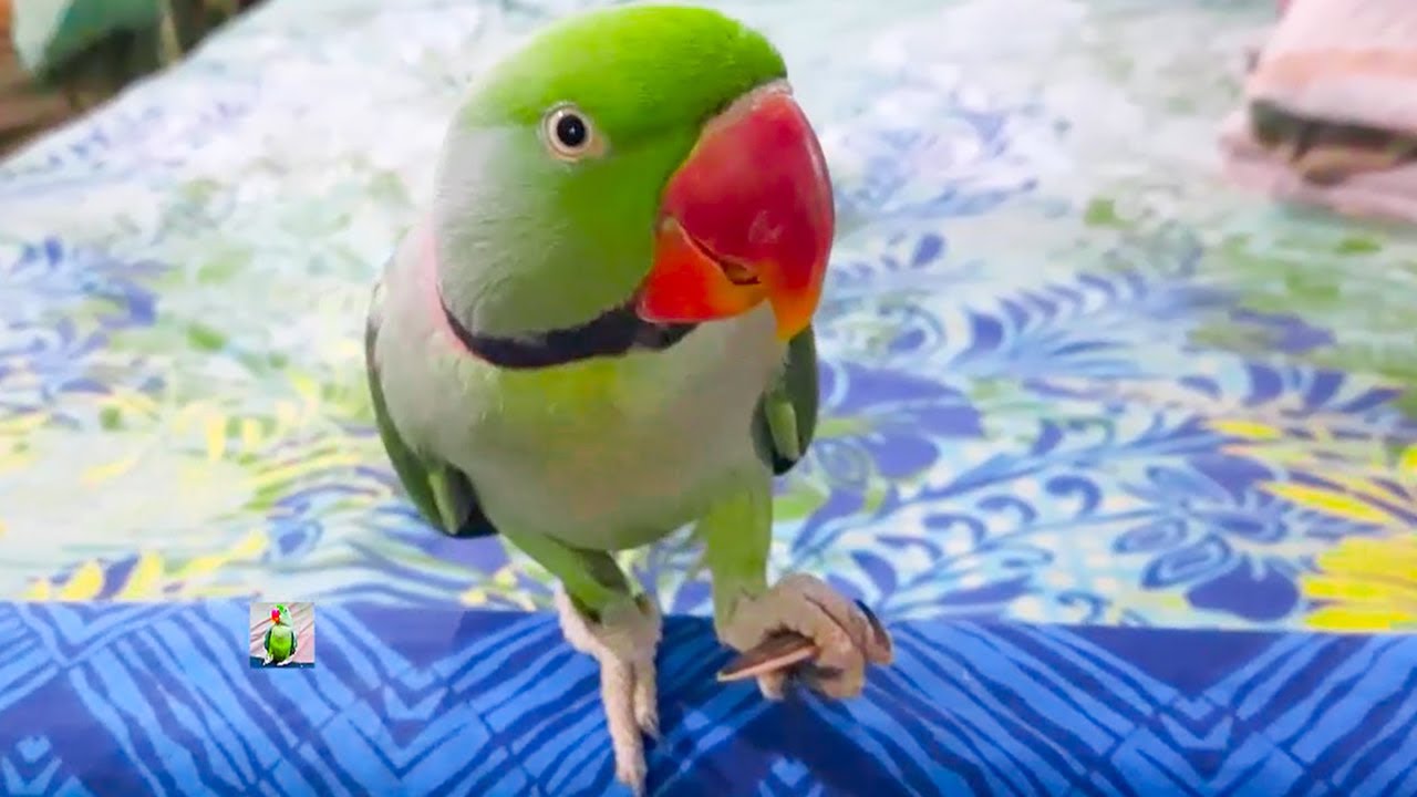 Cute Funny Raw Parrots Fun In Room - YouTube