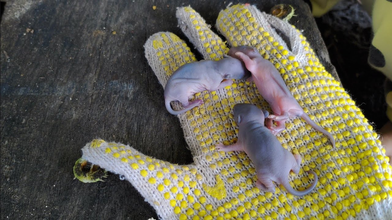 Anak Tikus - YouTube