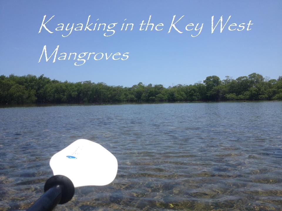 Kayaking in the Key West Mangroves - YouTube