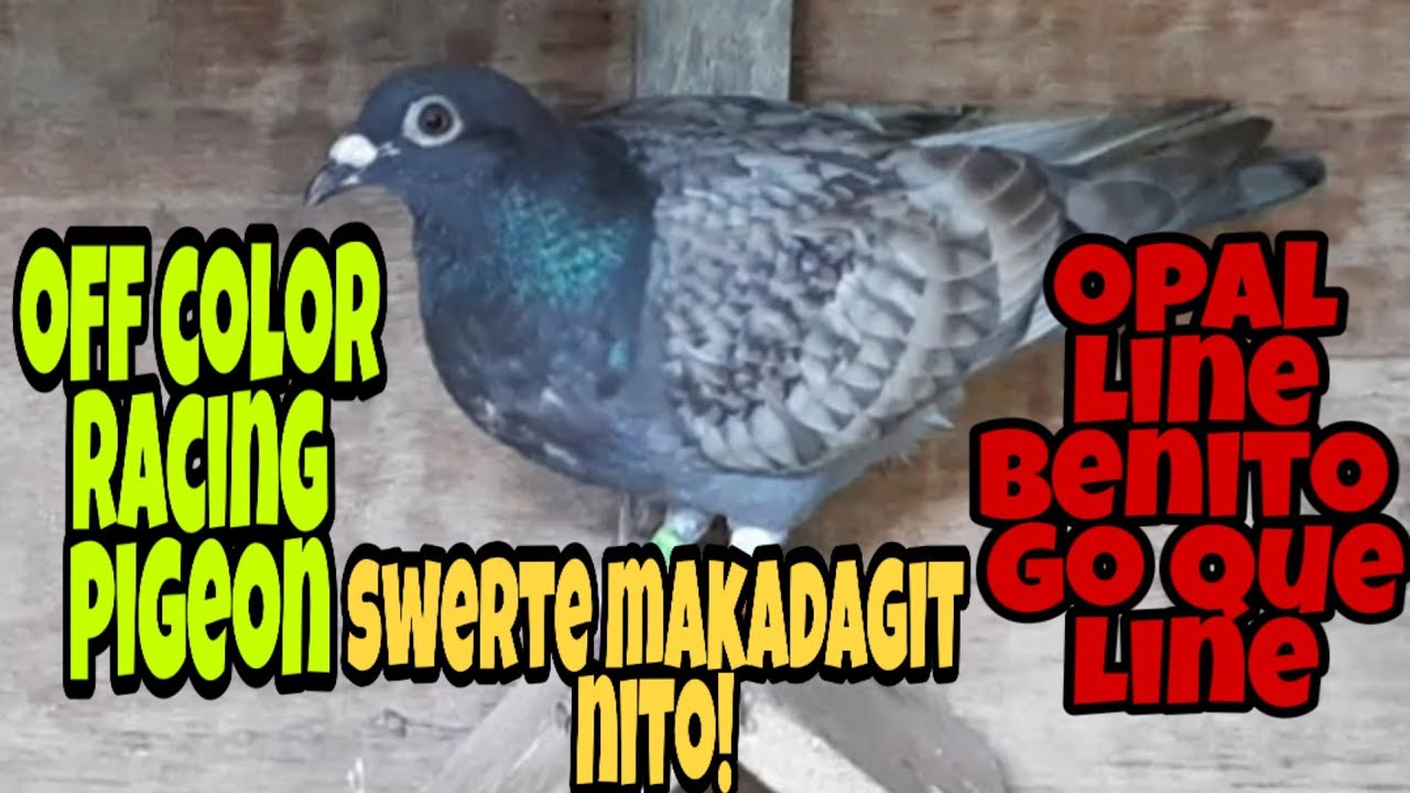 PIGEON RACING OPAL LINE, RARE COLOR RACING PIGEON LINE SA GUBAT NG ...