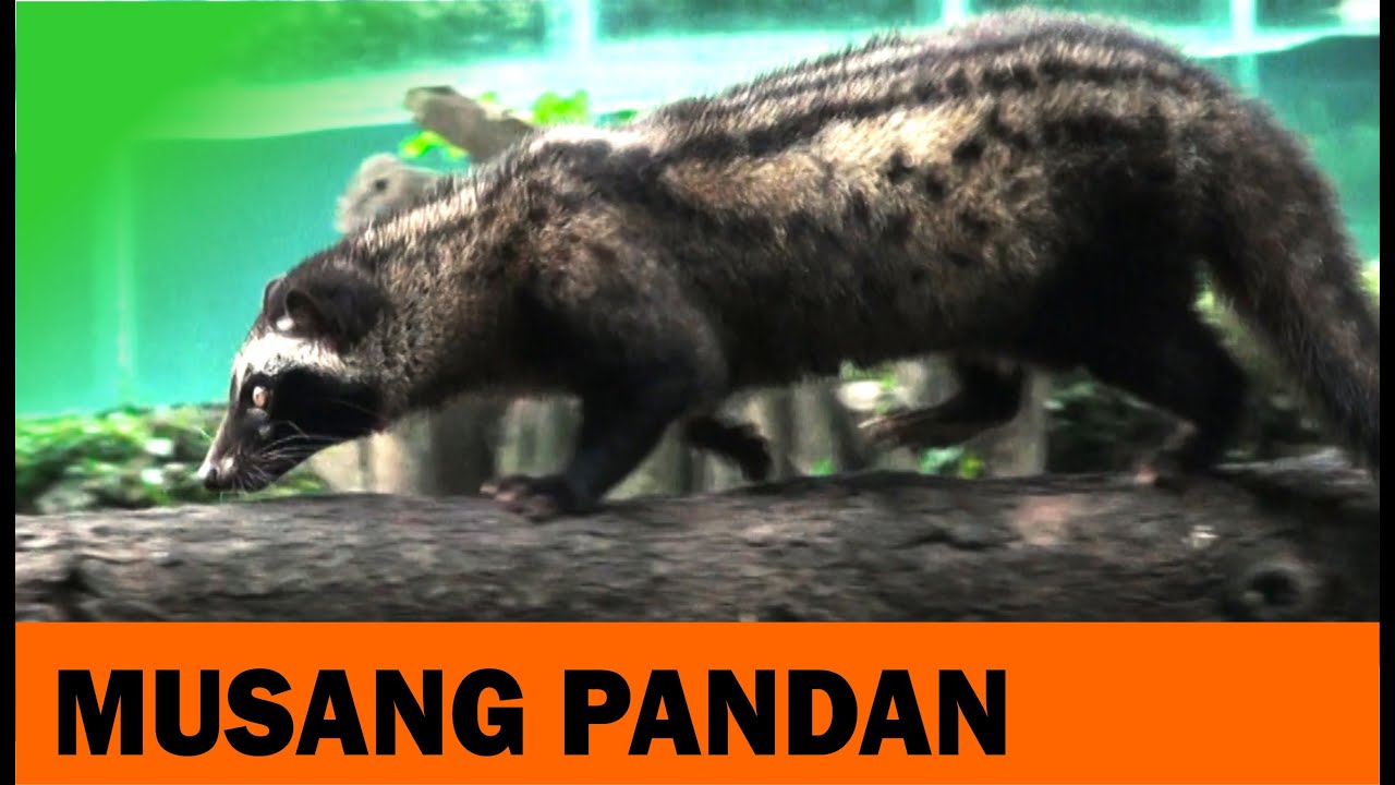 Mengenal Musang Pandan - YouTube