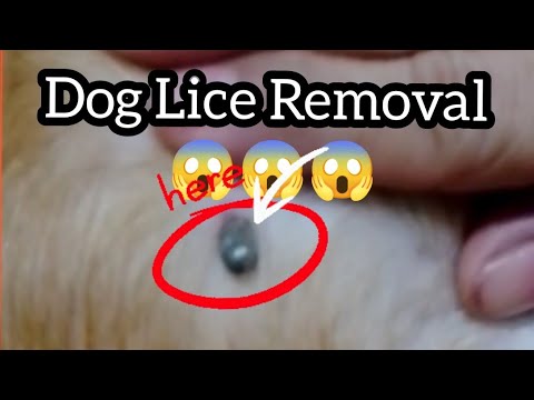 Dog Lice Removal Ticks/ Flea | How to Remove Dog Lice 😱 #doglice #ticks ...