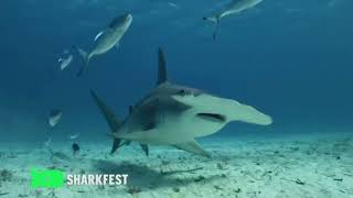 Sharkfest On Disney Xd Official Promo 2025 The Disney Beat Mp3 & Mp4 ...