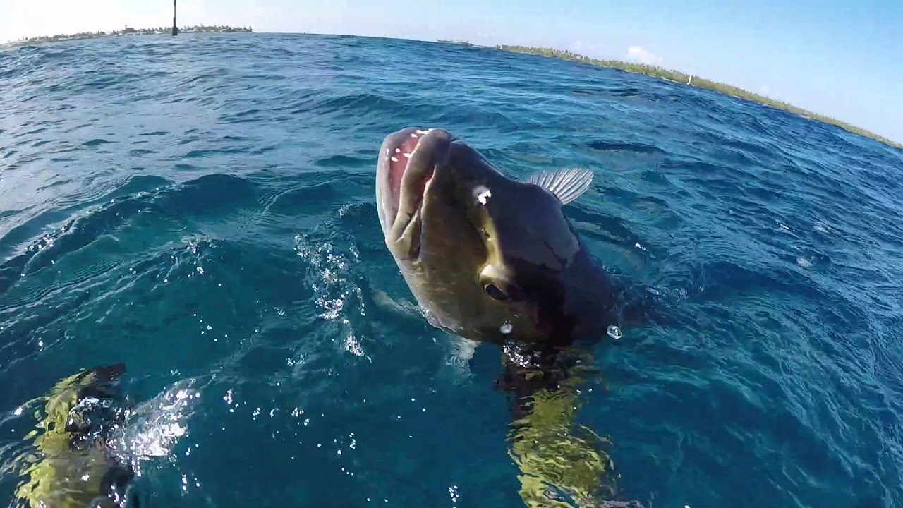 Spearfishing French Polynesia - 2min at Makemo - YouTube
