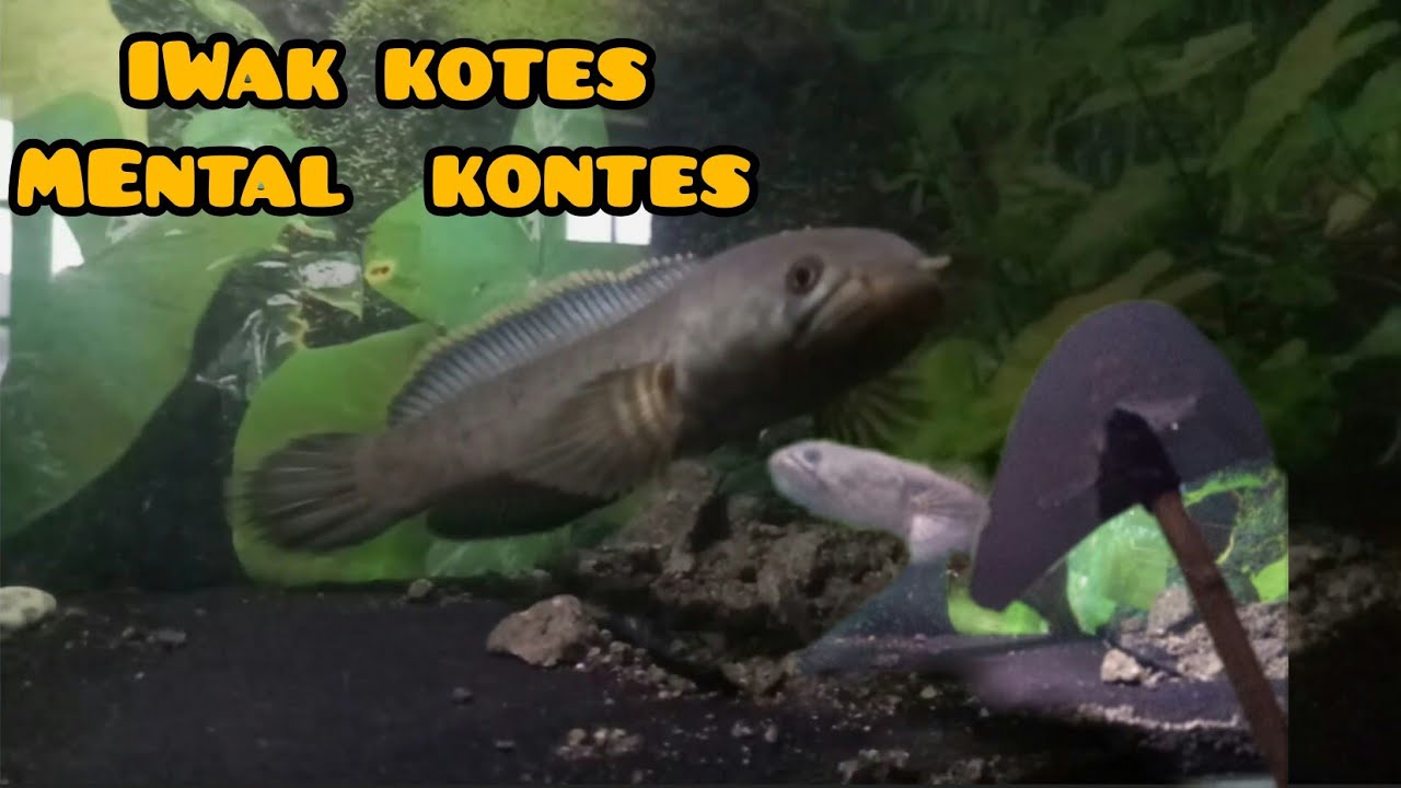 ikan channa kotes mental udah jadi | hasil mancing - YouTube