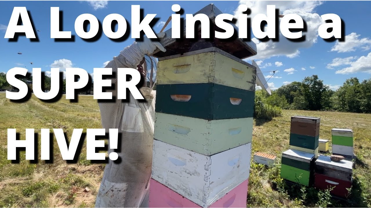 A look inside a SUPER HIVE! - YouTube