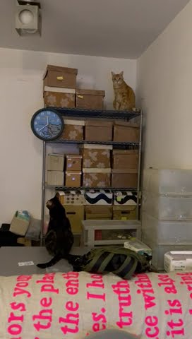 cat 857 阿丁與阿毛 - YouTube