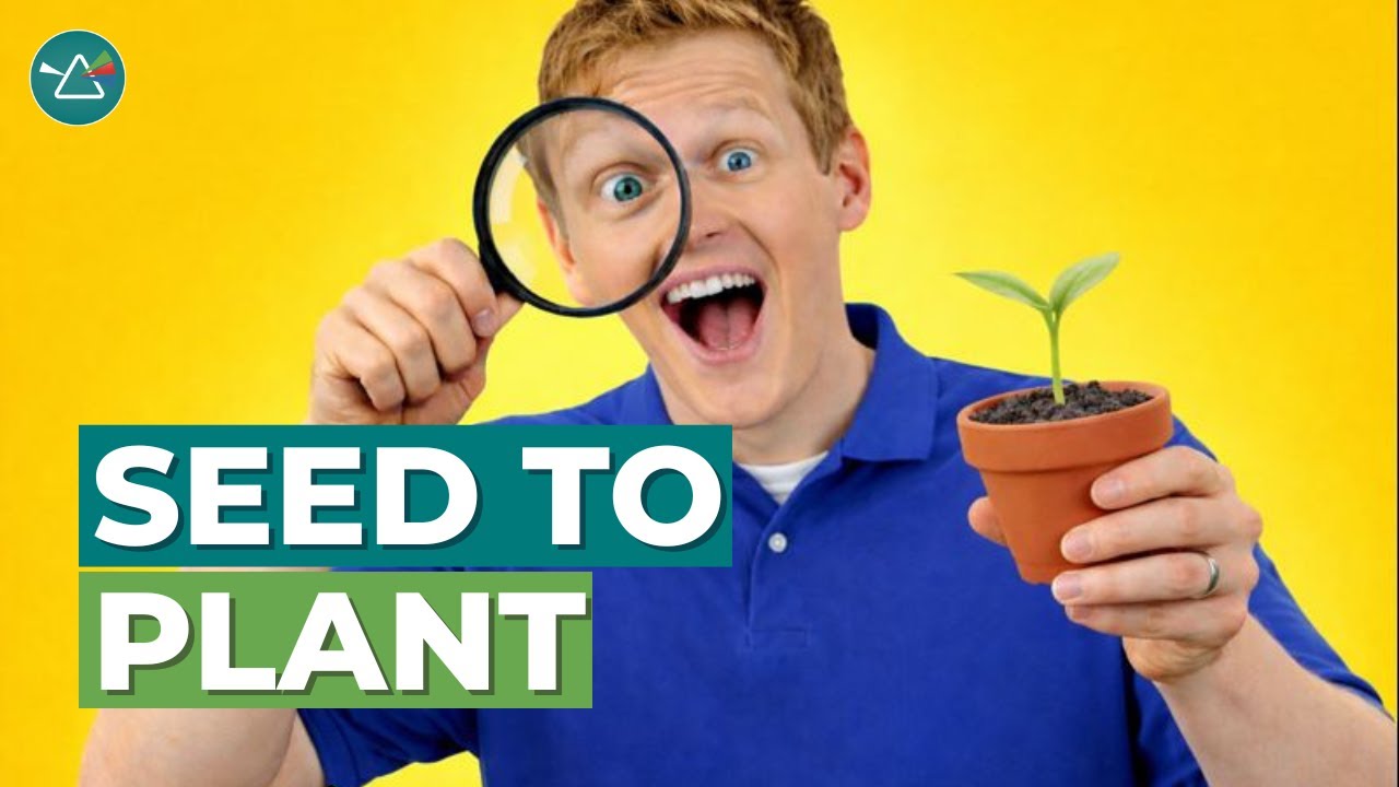Seeds and Plants: Way Cool Science | Learn about how plants grow - YouTube