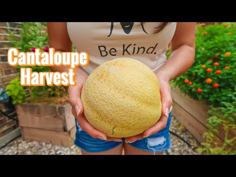 When Is Muskmelon Ready To Harvest