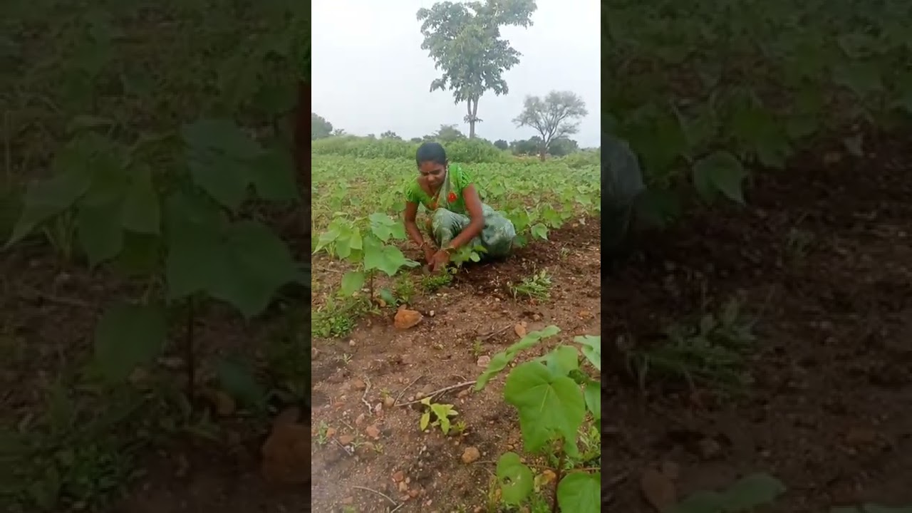 Pathilo kalupu tiyadam | Pathi Rythula kashtalu #agriculture # ...