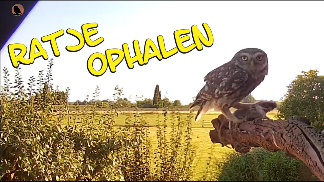 RATJE ophalen 🐀 11-07-2025 - YouTube