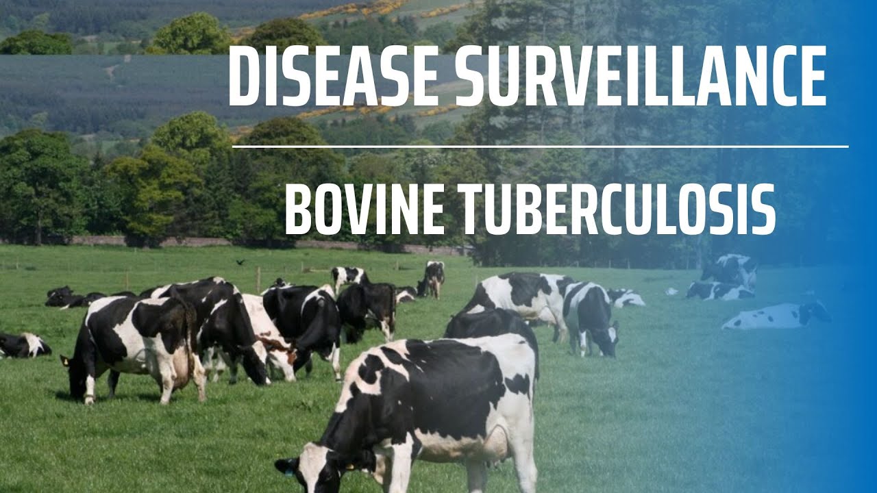 Disease Surveillance Part 3 - Bovine Tuberculosis - YouTube