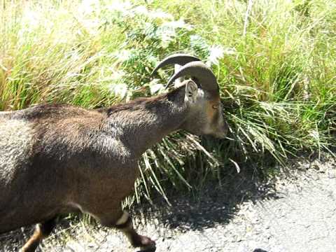 VARAYADU FROM IRAVIKULAM NATIONAL PARK MUNNAR BY VAKKOMSEN FROM VAKKOM ...